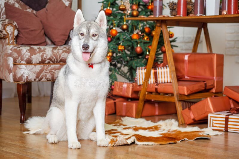 Beautiful Dog Husky Near the Christmas Tree Stock Image - Image of ...