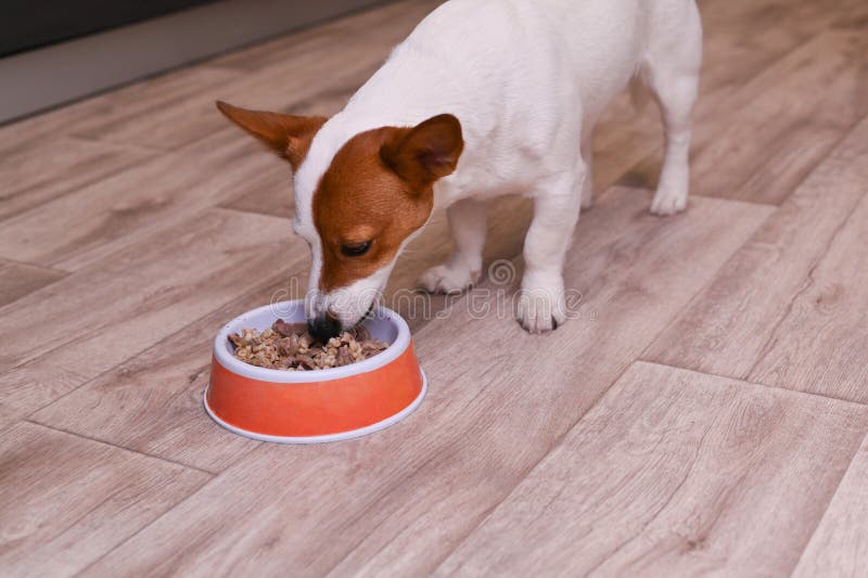 Beautiful Dog Jack Russell Eats Food Stock Photo - Image of portrait ...