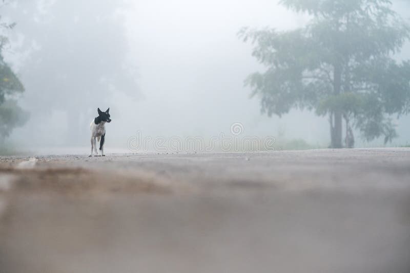 An Beautiful Dog in the Mist Stock Photo - Image of species, nature ...