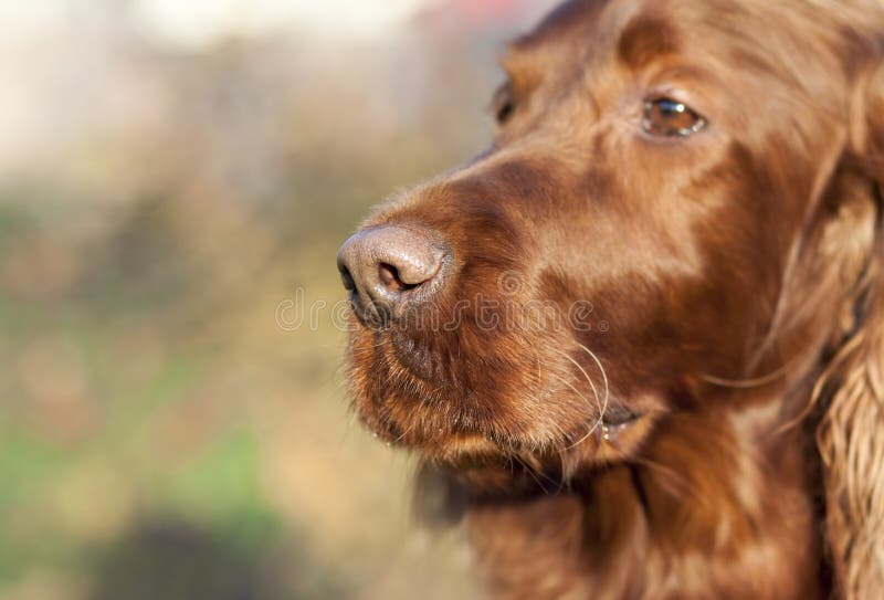 Beautiful dog nose stock photo. Image of nose, head, muzzle - 65079470