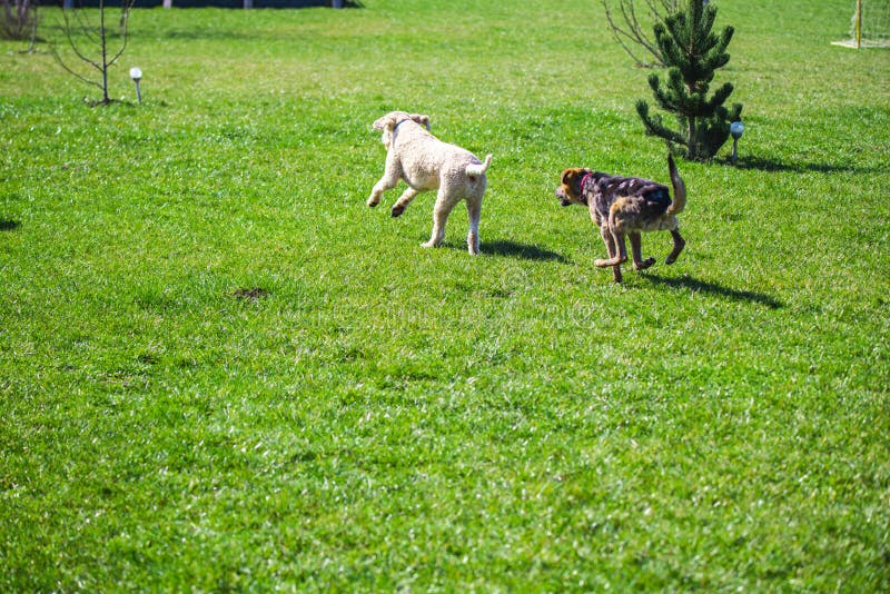 Cute Dog Play in the Garden Stock Photo - Image of springtime, beauty ...