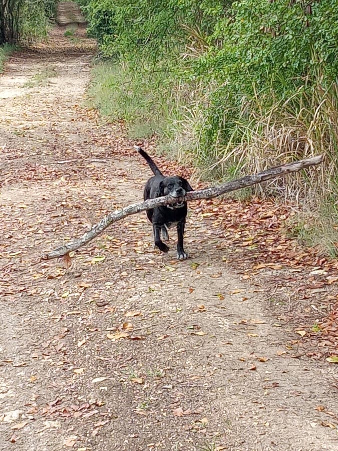 A Beautiful Dog Plays with a Big Stick Stock Image - Image of wildlife ...