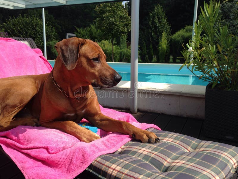 Beautiful dog on pool stock image. Image of hound, domestic - 43330443