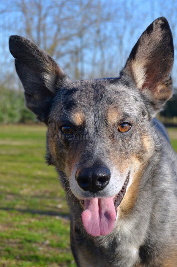 Beautiful dog stock photo. Image of breed, look, meadow - 37798130