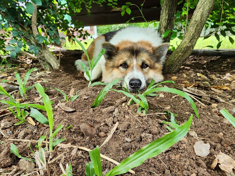 Beautiful Dog Resting Under a Bench Stock Photo - Image of bench ...