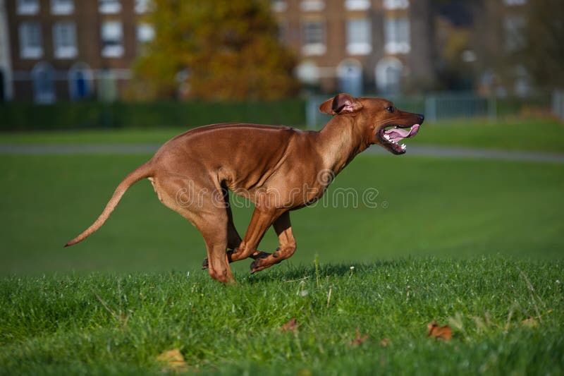 Beautiful Dog Rhodesian Ridgeback Stock Photo - Image of october ...