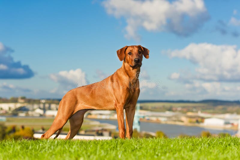 Beautiful Dog Rhodesian Ridgeback Stock Photo - Image of color ...