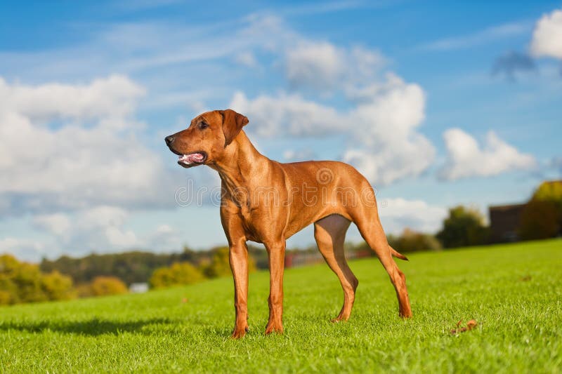 Running Ridgeback stock photo. Image of hounds, rhodesian - 5445010