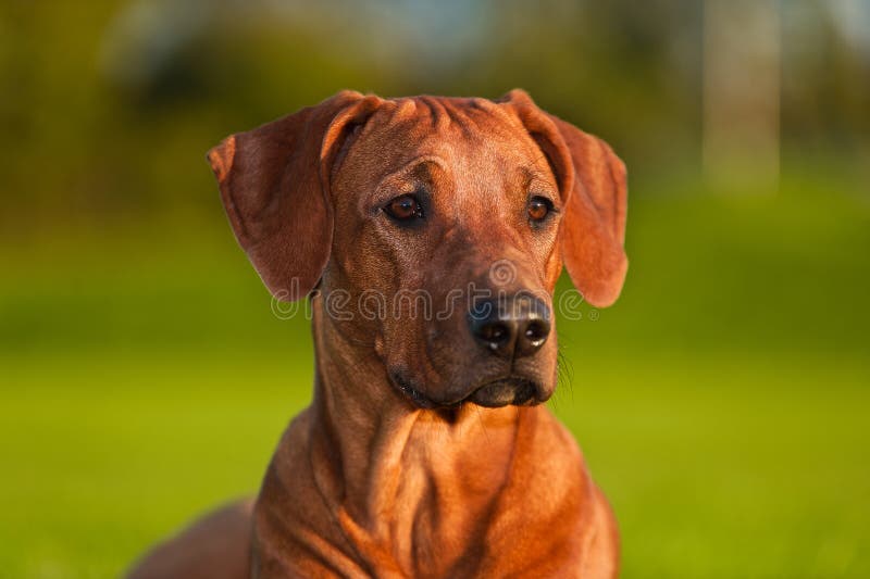 Beautiful Dog Rhodesian Ridgeback Stock Photo - Image of autumn, female ...