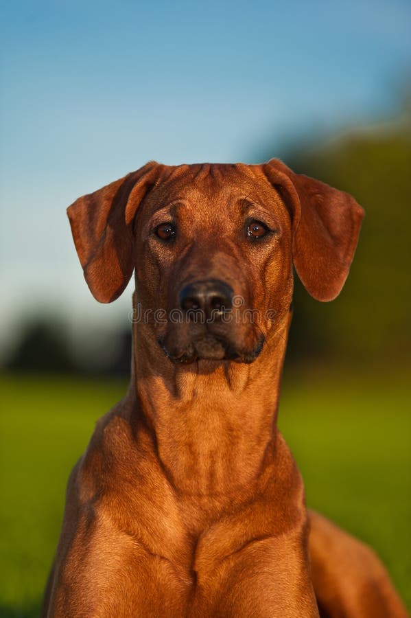 Beautiful Dog Rhodesian Ridgeback Stock Photo - Image of vertical ...