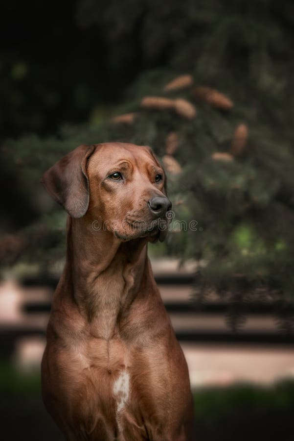 Ridge of Rhodesian Ridgeback Stock Image - Image of carnivore, alert ...
