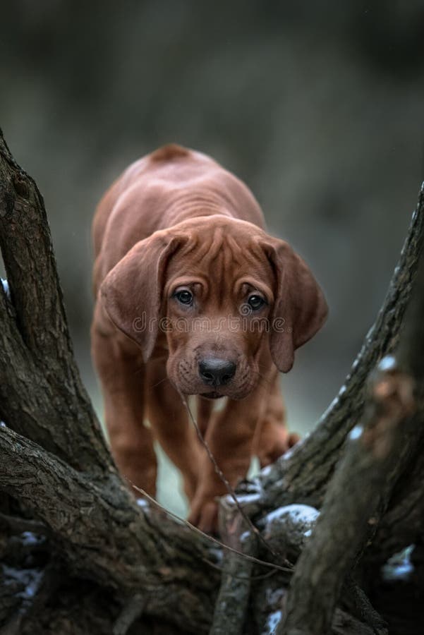 Beautiful Dog Rhodesian Ridgeback Stock Image - Image of mammal ...