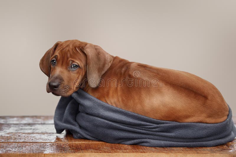 Back and Tail of Rhodesian Ridgeback Dog Stock Image - Image of group ...