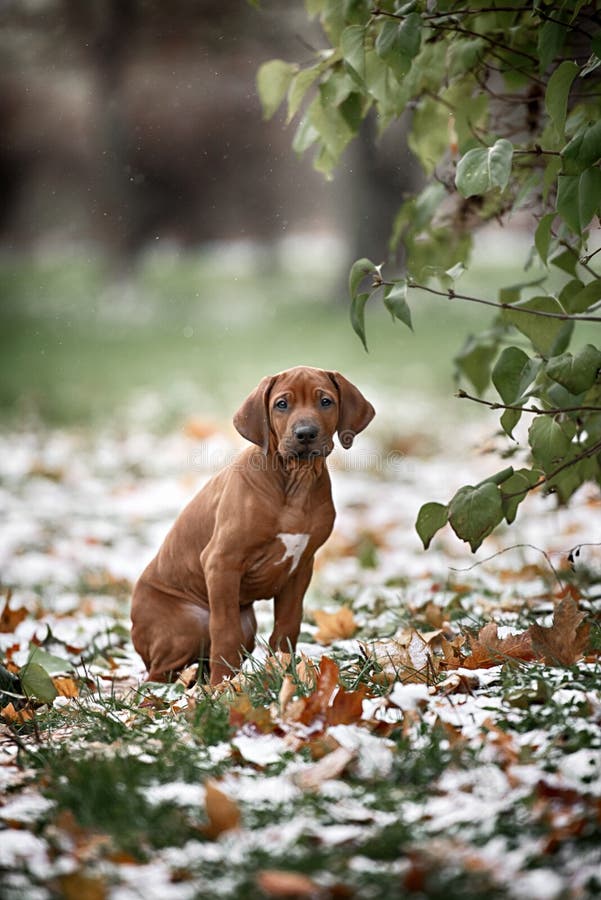 Beautiful Dog Rhodesian Ridgeback Stock Photo - Image of male, domestic ...