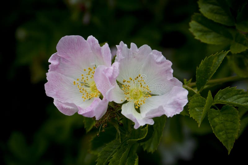Beautiful Dog Rose stock image. Image of bush, flora - 15933097