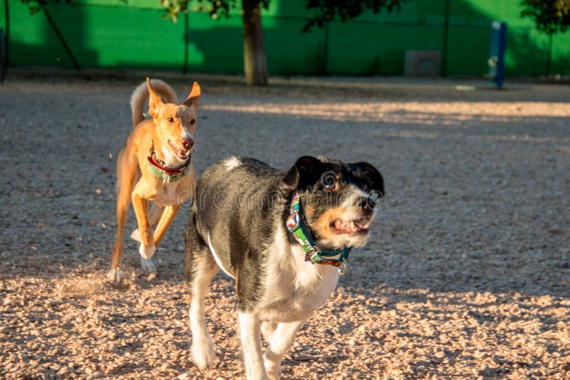 Beautiful Dog Running and Playing with Other Dog Stock Image - Image of ...