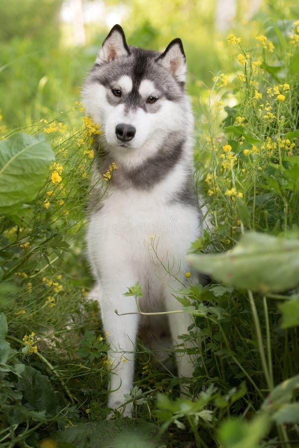 Beautiful Dog Siberian Husky Stock Photo - Image of friend, happy: 94709032