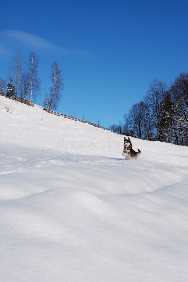 63,127 Beautiful Snow Dog Stock Photos - Free & Royalty-Free Stock ...