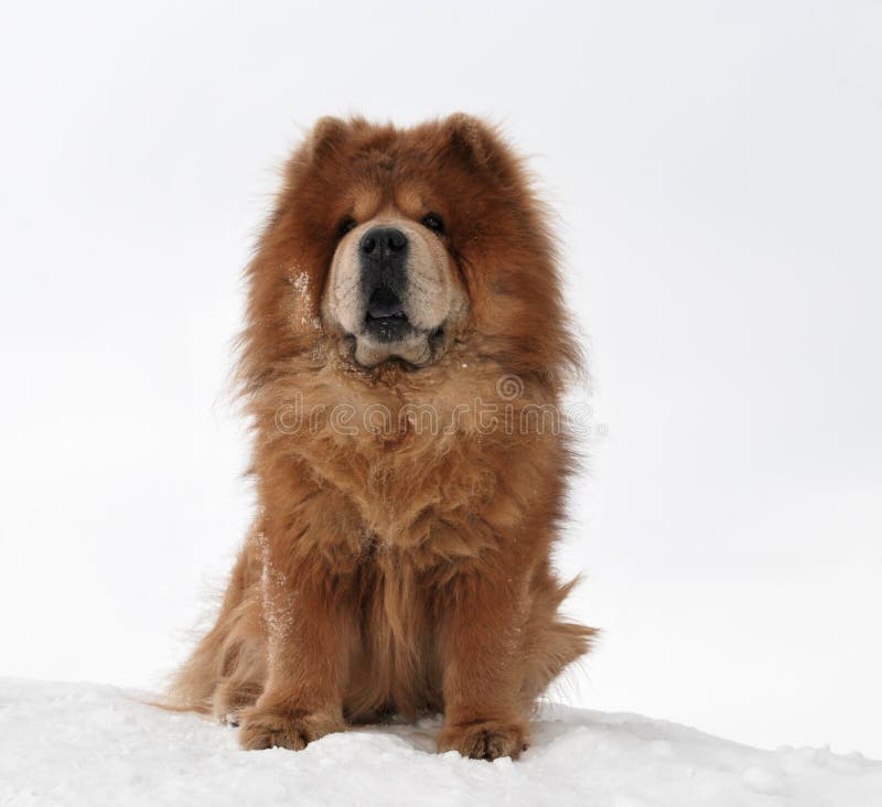 A Large Shaggy Red-brown Dog of the Tibetan Mastiff Breed Stands on the ...