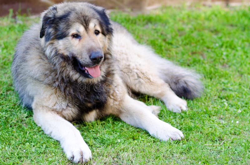 A Beautiful Dog Taking a Break Stock Photo - Image of exhausted ...