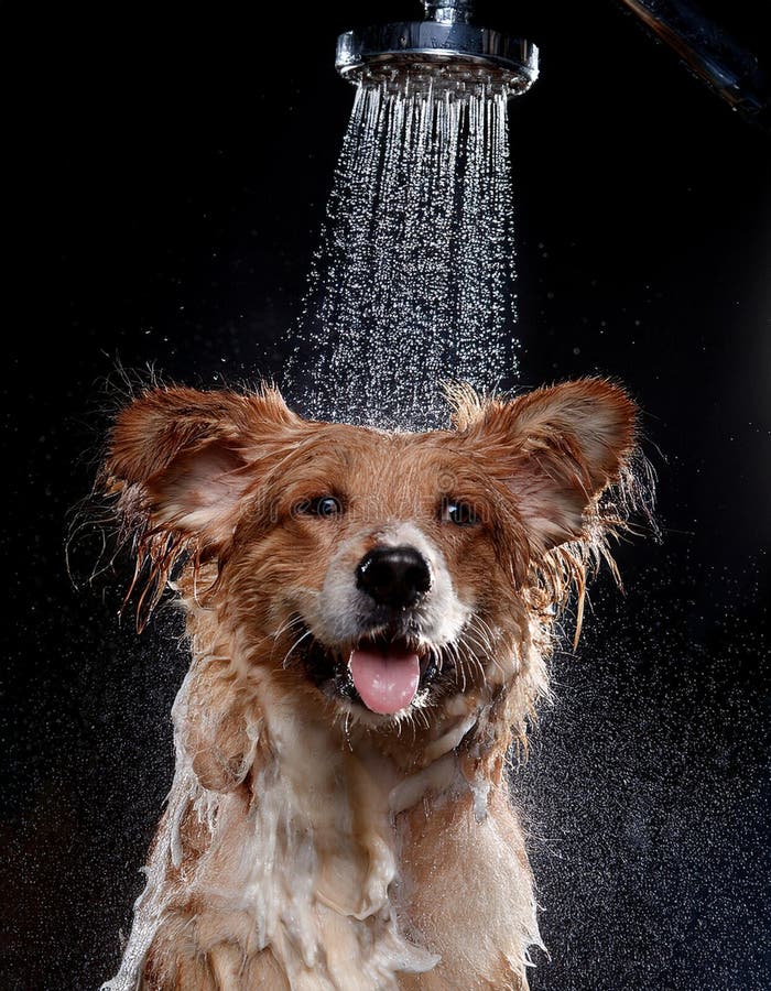 Beautiful Dog Under the Shower, AI Generated Stock Illustration ...