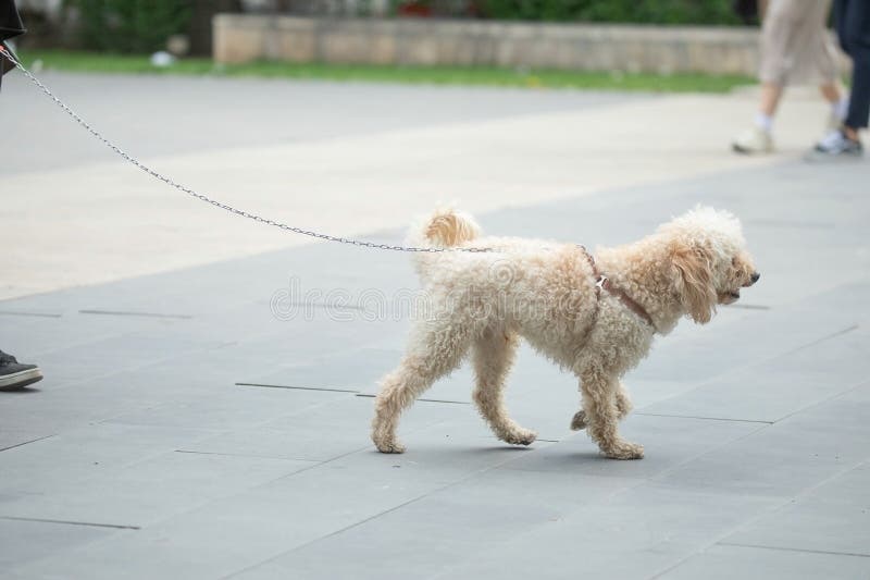 Beautiful Dog Walking in the City Stock Photo - Image of cute, nature ...