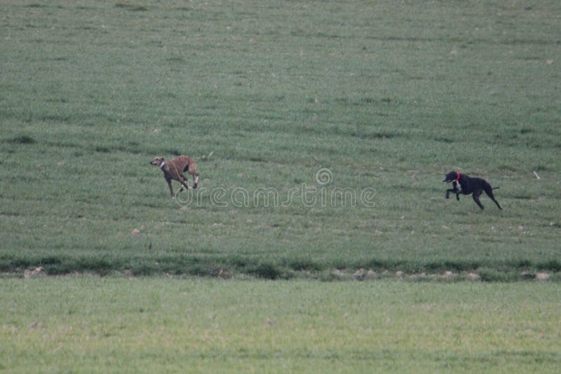 Beautiful Dogs Running Behind a Hare at Full Speed Stock Photo - Image ...