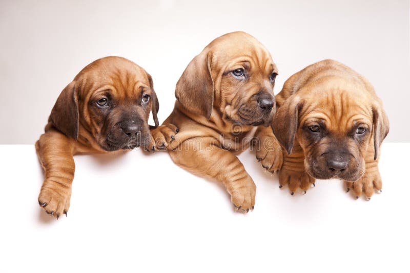 Beautiful Dogs Send a Message! Stock Image - Image of mammal, board ...