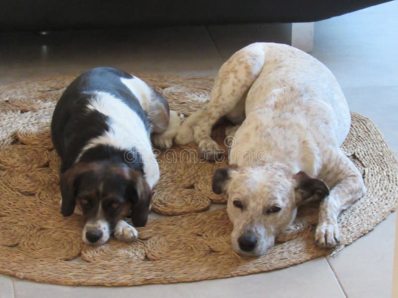 Beautiful dogs sleeping stock image. Image of puppy - 307949765