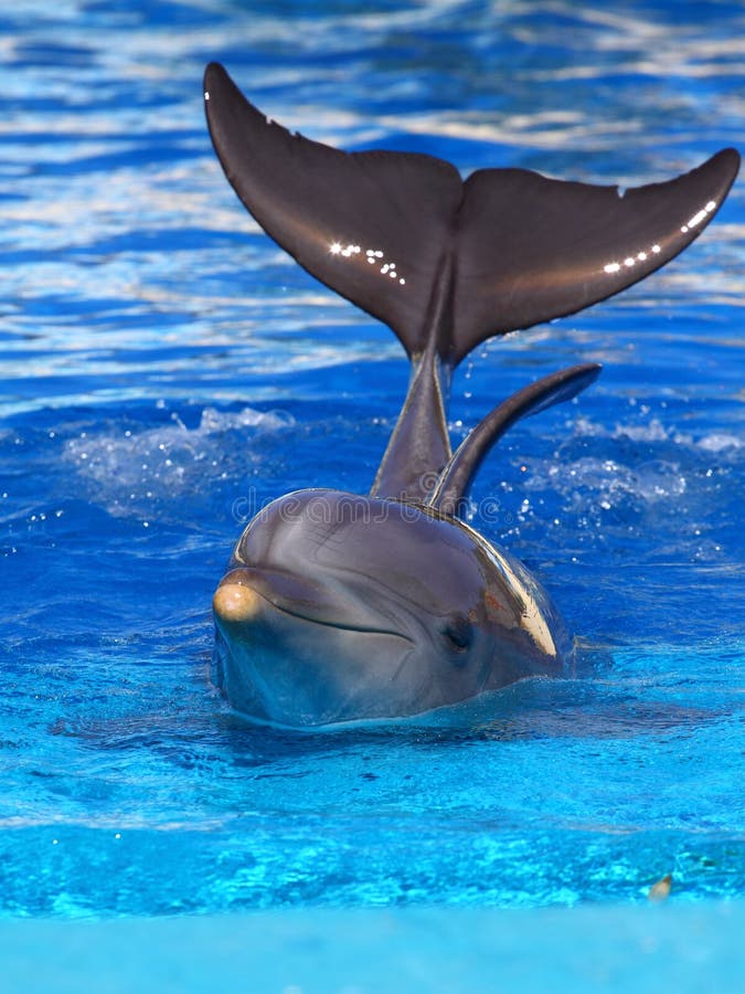 Beautiful dolphin stock photo. Image of closeup, couple - 19972922