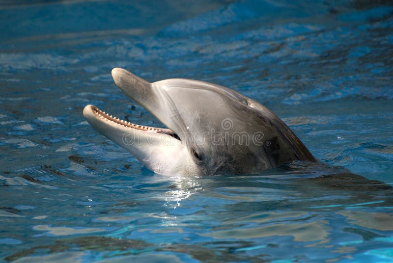 Beautiful Dolphin stock image. Image of amusement, laugh - 6959047