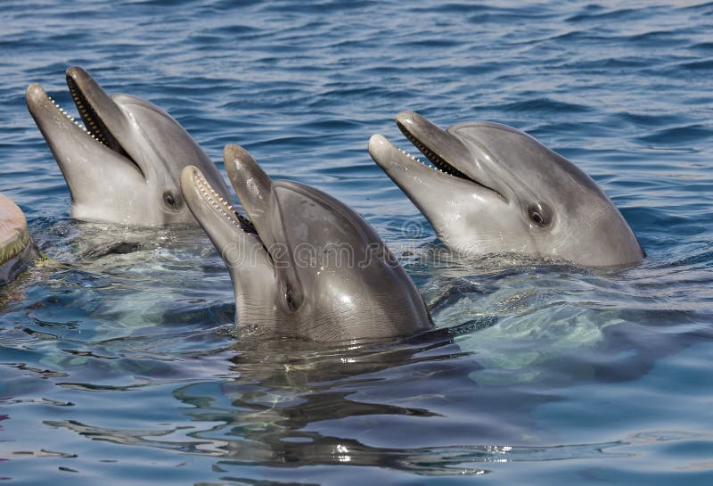 Beautiful dolphins stock image. Image of israel, play - 72808017