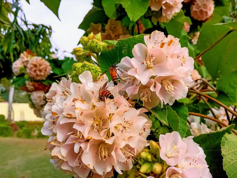 Beautiful Dombeya Flower Image India Stock Photo - Image of india ...