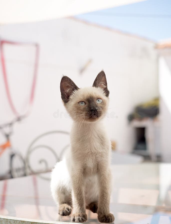 Beautiful Domestic Animal House Cat Looking Forward Stock Image - Image ...