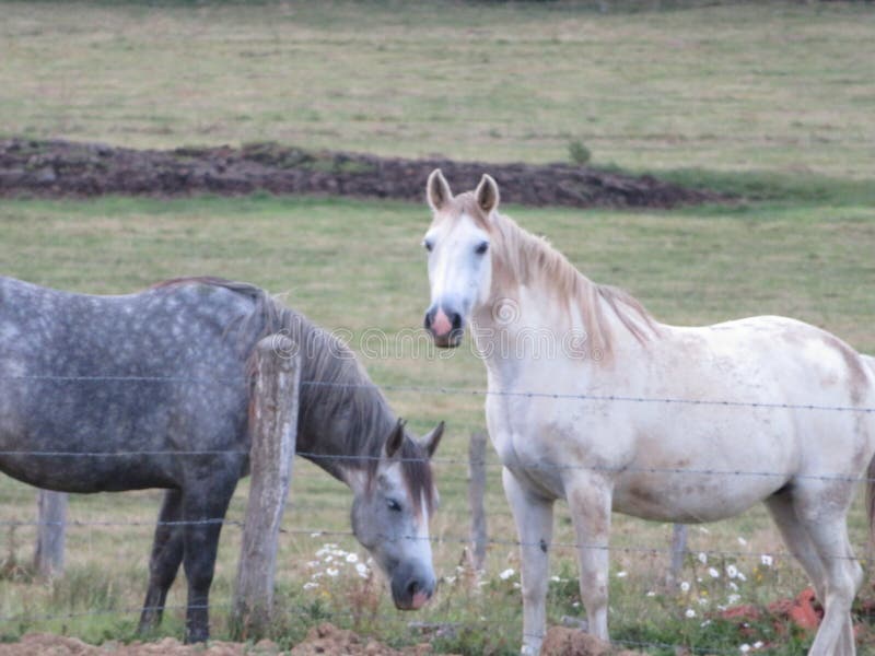 Beautiful Domestic Animal Ride Walk Training High Speed Stock Photo ...