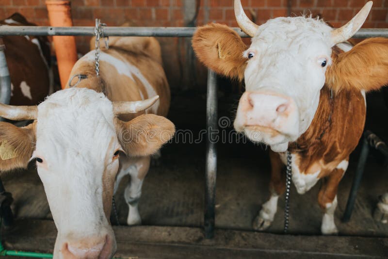 Domestic Bulls with Brown Strains in a Barn Stock Photo - Image of ...