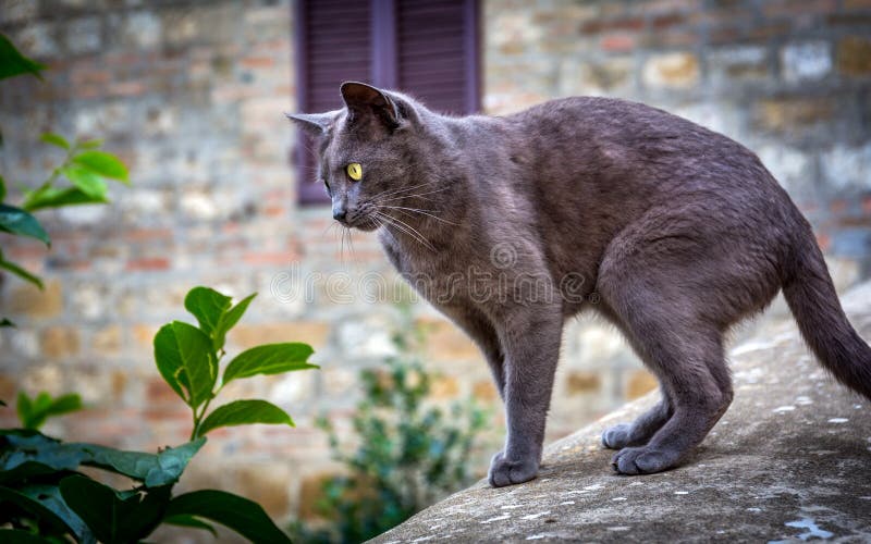 Beautiful domestic cat stock image. Image of black, long - 59272601