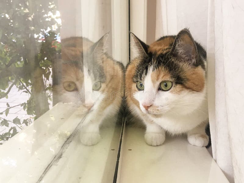 Beautiful Domestic Cat Sitting Next To a Window and Looking at ...