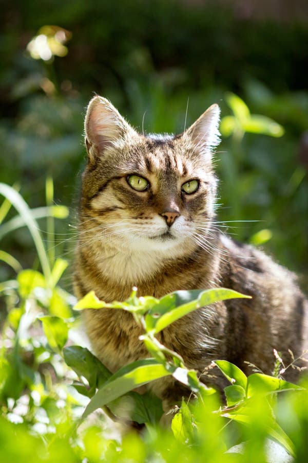 Beautiful Domestic Cat so Cute - Adorable Animal Stock Photo - Image of ...
