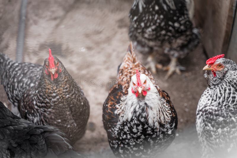 Pygmy Chickens Stock Photos - Free & Royalty-Free Stock Photos from ...