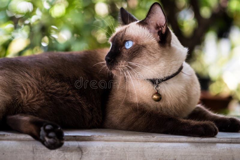 Domestic Exotic Siamese Cat Stock Photo - Image of color, animal: 138697958