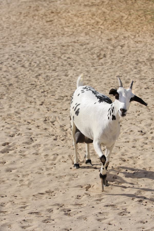 Beautiful Domestic Omani Goat Stock Photo - Image of aegagrus ...