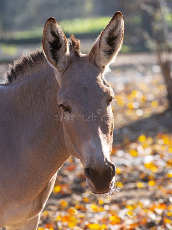 Beautiful Donkey in Petra Ancient Park in Jordan Stock Photo - Image of ...