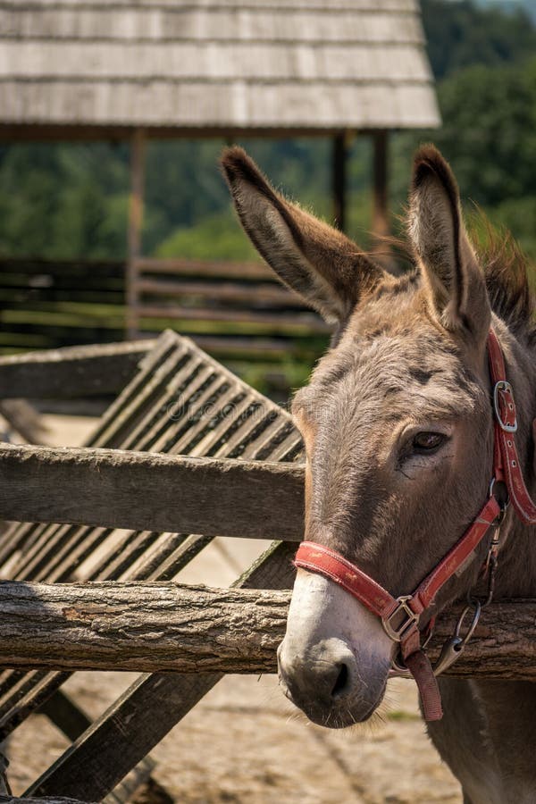 Donkey stock image. Image of domestic, funny, brown - 111086787