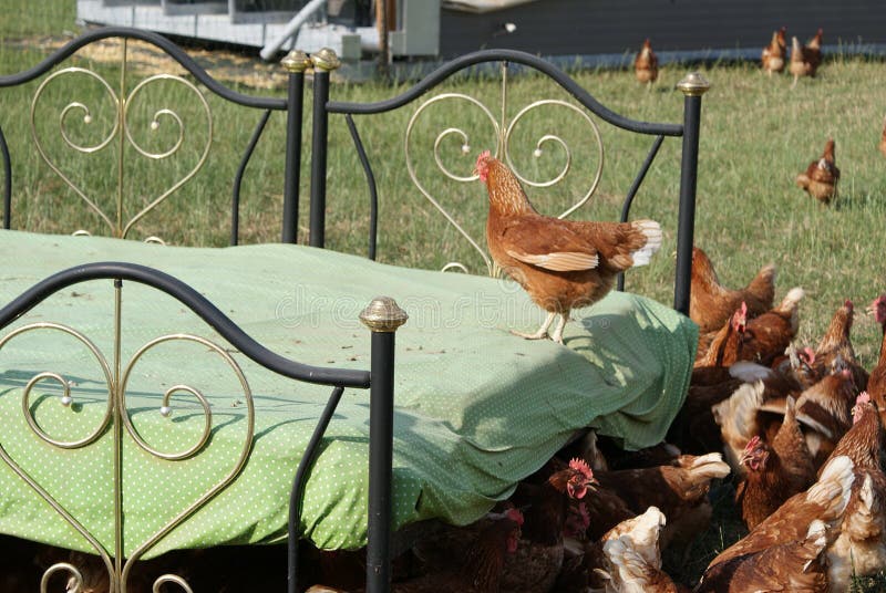 The Chickens Gather at Their Bed Stock Photo - Image of coop, double ...