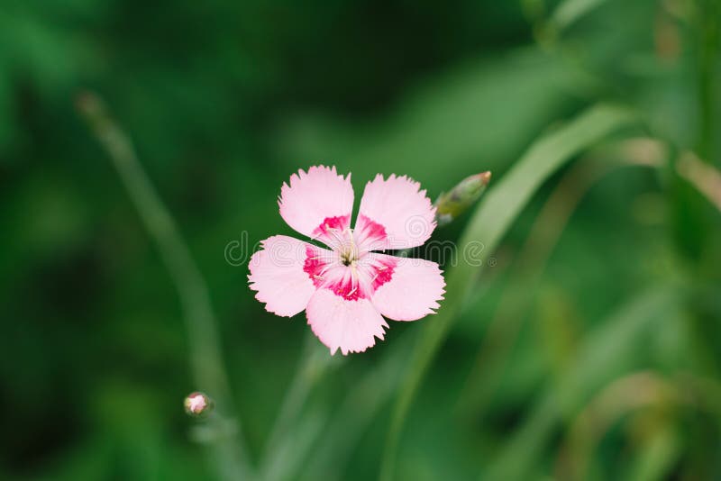 Beautiful Double Pink Carnation Flower in the Summer Garden Stock Image ...