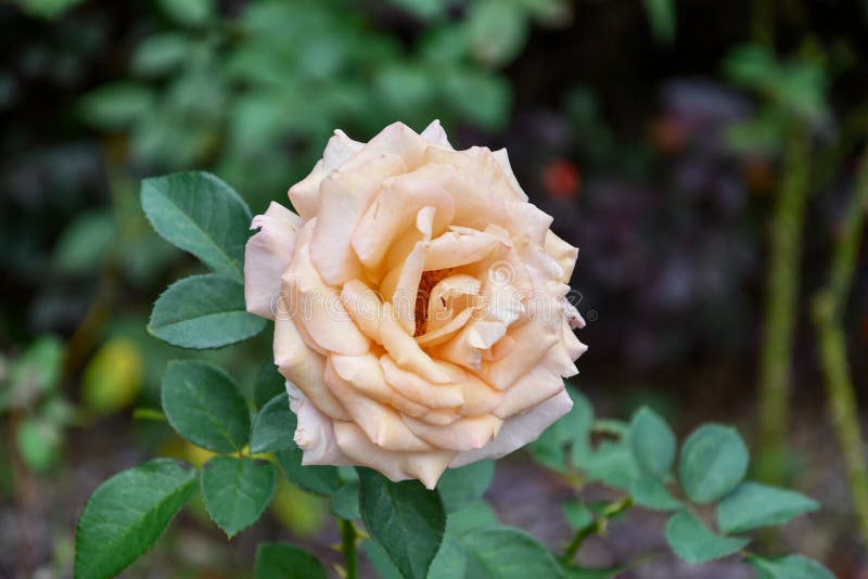 A Beautiful Double Pink Rose Background Stock Photo - Image of rose ...