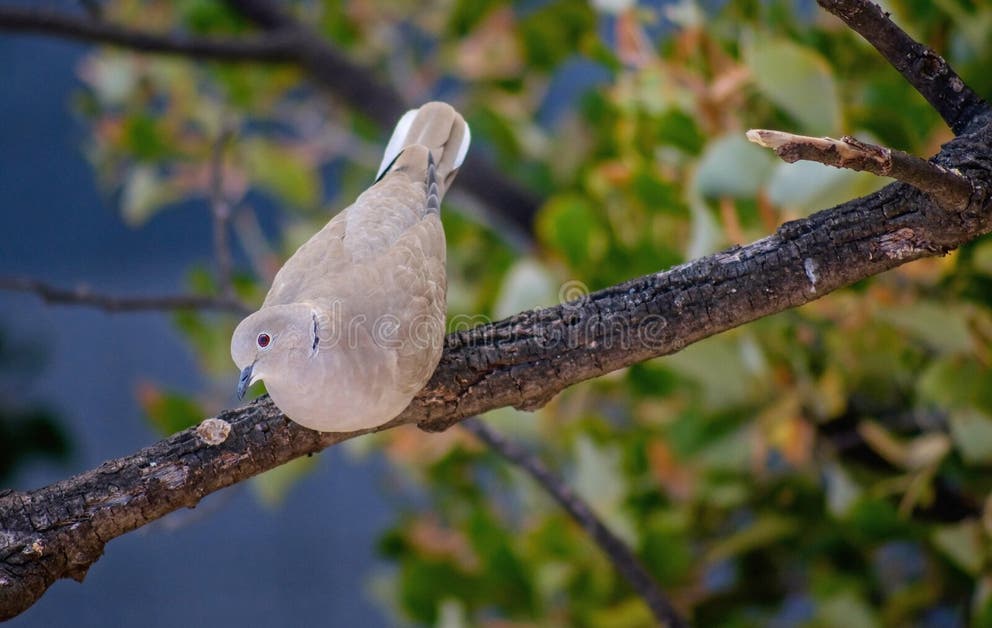 Beautiful Dove 4 stock image. Image of feather, bird - 90211905
