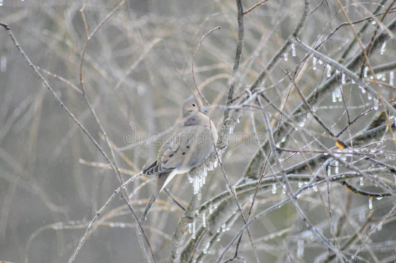 Dove stock image. Image of willow, beautiful, dove, sitting - 136041631