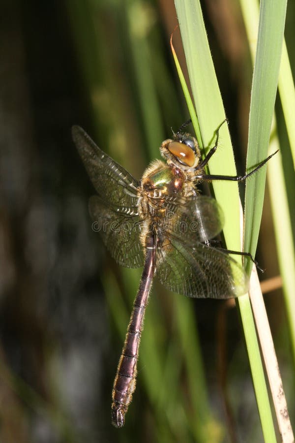 A Beautiful Downy Emerald Dragonfly Cordulia Aenea Perched on a Reed ...